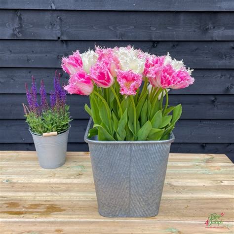 Royal Tulip Mix Time4tulips