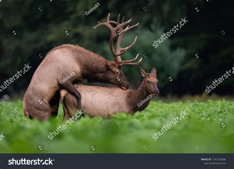 Deer Sex Images Stock Photos Vectors Shutterstock