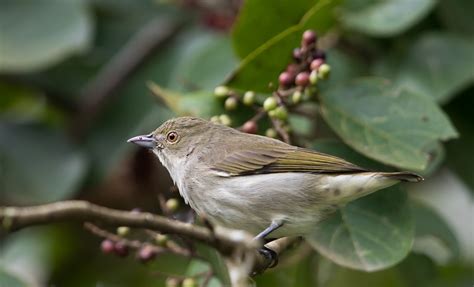 Chim S U C I M C C Lo I C Ch Nu I N G Gi