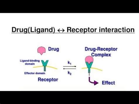 Types Of Drug Receptor Interactions Agonist And Antagonist