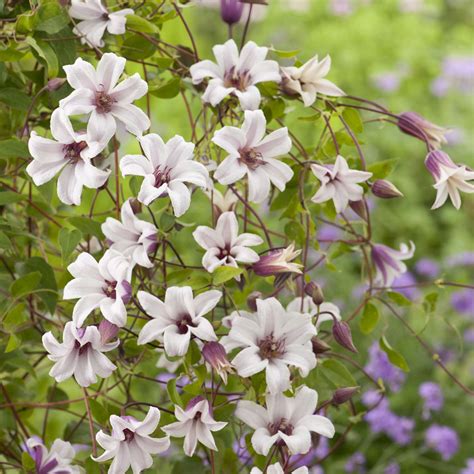 Clematis Princess Kate Clematis Texensis Kaufen