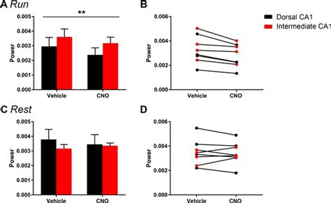 Figures And Data In Ca2 Neuronal Activity Controls Hippocampal Low Gamma And Ripple Oscillations