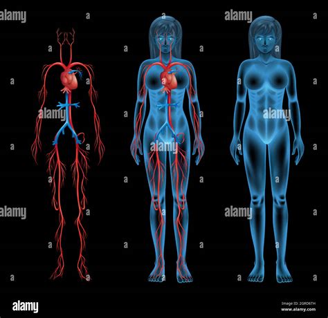 Circulatory System Hi Res Stock Photography And Images Alamy