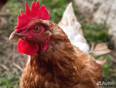 Курица несушка молодняк купить в Боковской Животные и зоотовары Авито