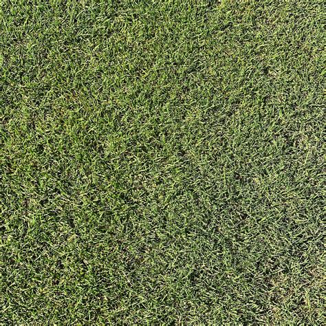 Tifway 419 Thomas Turfgrass