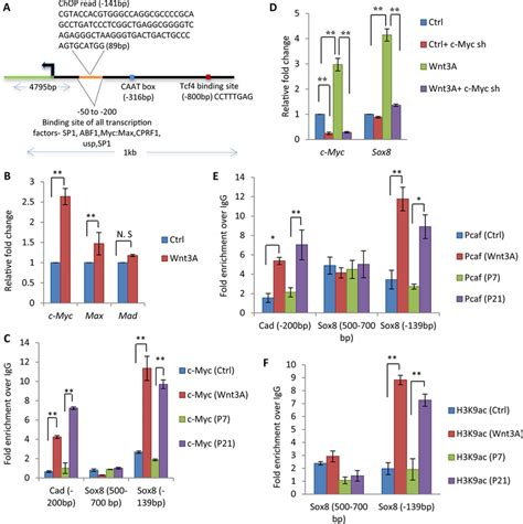 C Myc Binds To The Sox8 Promoter At The Myc Max Mad Binding Site Upon Download Scientific
