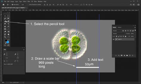 Measure Specimens And Add Scale Bars In Microscopy Motic Microscopes