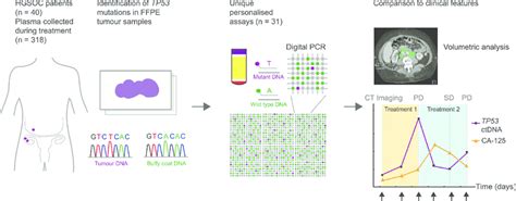 Schema Of Workflow For Circulating Tumour Dna Analysis Ctdna