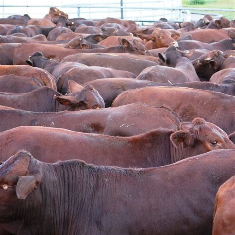 Moray Sale Heightens Two Speed Economy Claims Beef Central