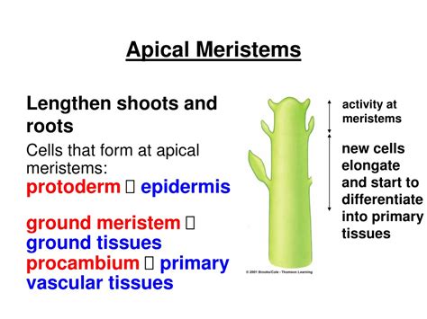 Ppt Plant Cell Structure And Tissue Systems Review Shoot And Root Interdependence Powerpoint