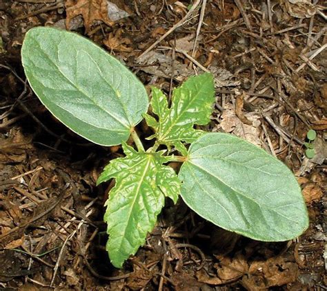 Examples Of Dicot Plants