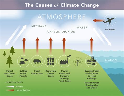 Human Intervention Carbon Cycle At Zoe Nanya Blog
