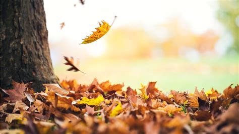 Tree Shaking A Way To Remove Dead And Unused Code From Javascript Bundles