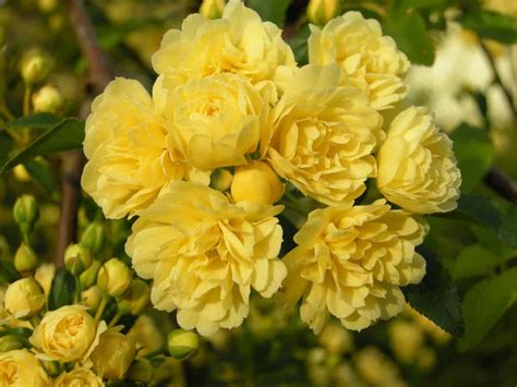 7 Terrific Trailing Roses To Transform An Ugly Yard