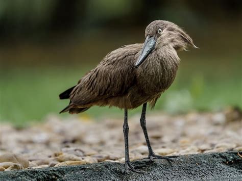 Premium Photo Hamerkop