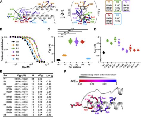 Charge Reversal Mutations Identify An Impβ Binding Epitope On Rev A Download Scientific