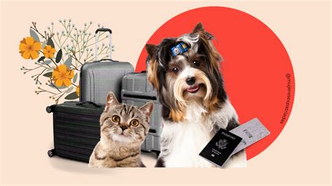 Migrar Con Una Mascota Es Posible Mujeres Expatriadas
