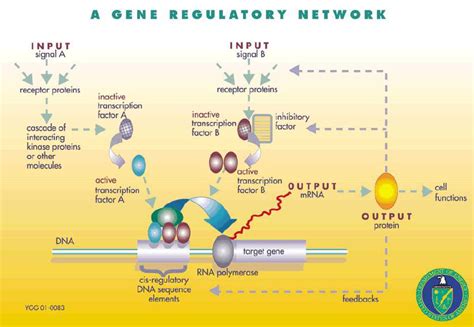 2 A Typical Example Of A Genetic Model 92 Download Scientific Diagram