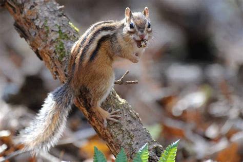 Фото животного бурундука (62 фото) 🔥 BipBap.ru