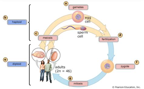 Biology Chapter 5 Mastering Biology Assignment Flashcards Quizlet