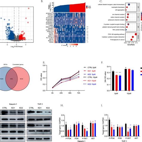 Apoptosis And Cell Cycle Analysis In Aml Cell Lines A B The Flow
