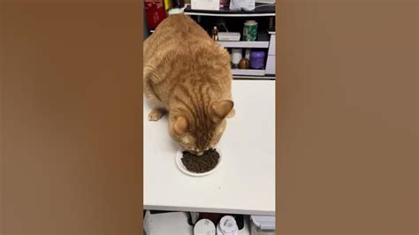 Greedy Cat Orange Pipi Youtube