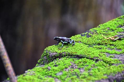 녹색과 검은 독 다트 개구리 정글 열대 우림에서 오라투스를 장식 성인 2022 코스타리카 센탈 아메리카 0명에 대한 스톡 사진