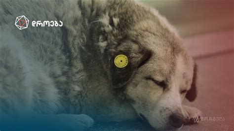 ძაღლური ცხოვრება — ანი არველაძის სიუჟეტი Youtube