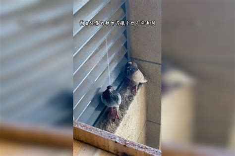 大下雨天的，窗外有两只傻鸽子鸽子下雨天