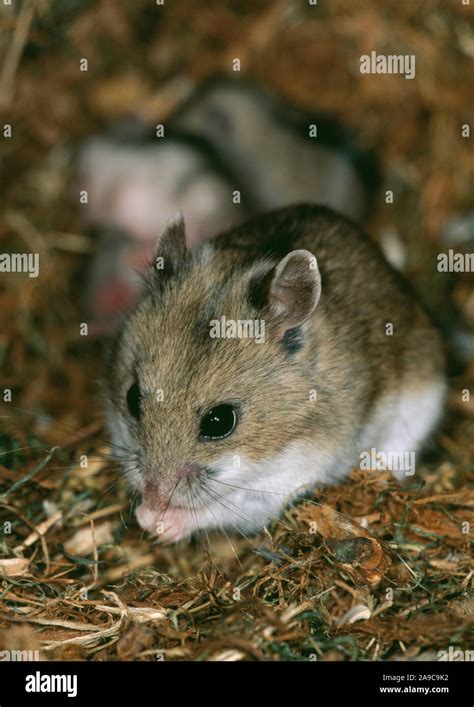 Female Chinese Dwarf Hamsters