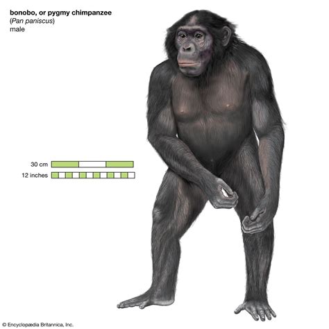 7 Key Characteristics Of Bonobo Cultural Evolution