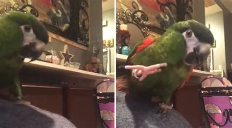 This Parrot Really Wants To Play Peek A Boo