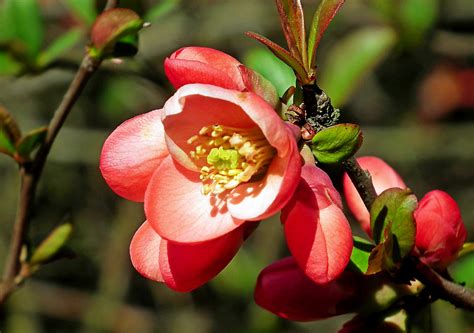 Quince Flowers Plant Orange Free Photo On Pixabay