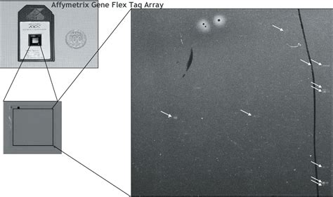 Figure 2 From Fabrication Of Replicated Dna Microarray Using Polyacrylamide Gel Semantic Scholar