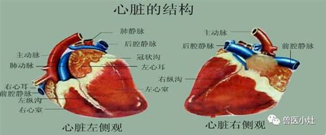心尖和心底 心尖四腔心 心尖和心底的位置图 大山谷图库