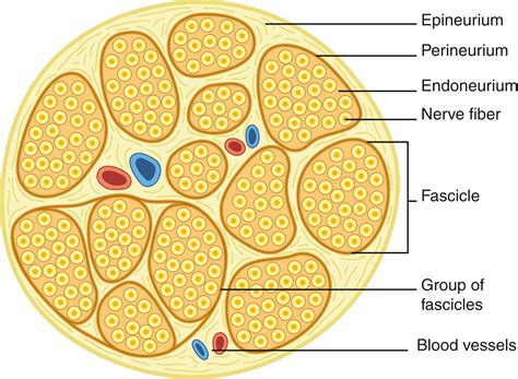 Nerve Repair Clinical Tree