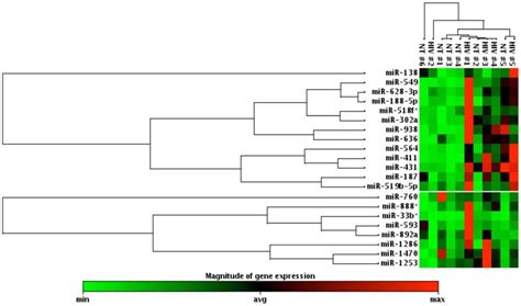 Heatmap And Hierarchical Clustering Of Mirna The Heatmap Represents Download Scientific