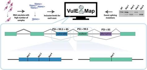 All Exons Are Not Created Equal—exon Vulnerability Determines The