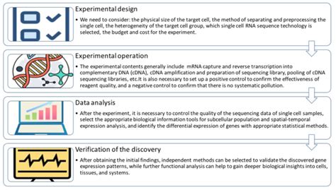 Flow Process Diagram Of A Typical Single Cell Sequencing Project Here Download Scientific