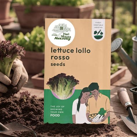 Lettuce Lollo Rosso Seeds Hari Mauza Nursery