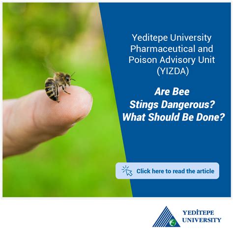 Are Bee Stings Dangerous What Should We Do Yeditepe University