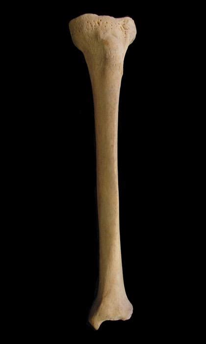 Boned Human Skeleton Tibia