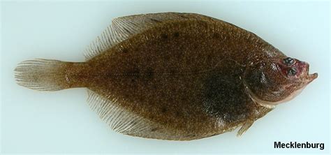 Longhead Dab Arctic Ocean Biodiversity