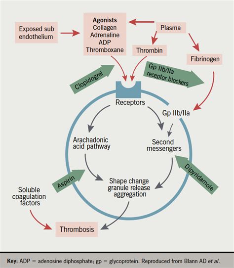 Figure 7 Corrected Redraw The British Journal Of Cardiology