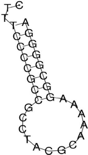 The Stem Loop Structure Of O L Region From C Batrachus Download Scientific Diagram