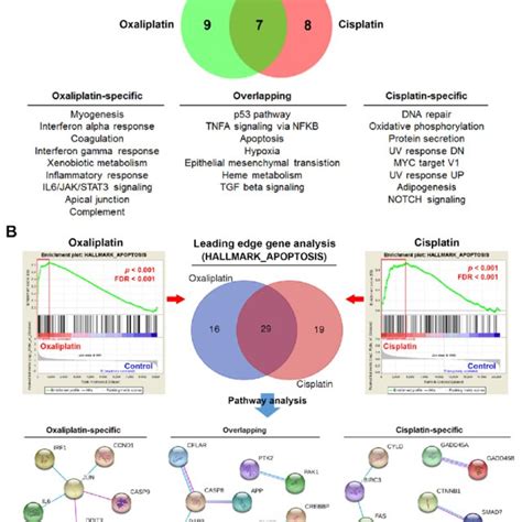 The Gene Set Enrichment Analysis Gsea For Cancer Hallmarks Enriched