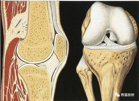 【解剖】膝关节系统解剖图 矢状mri 示意图 搜狐