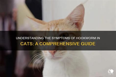 Understanding The Symptoms Of Hookworm In Cats A Comprehensive Guide
