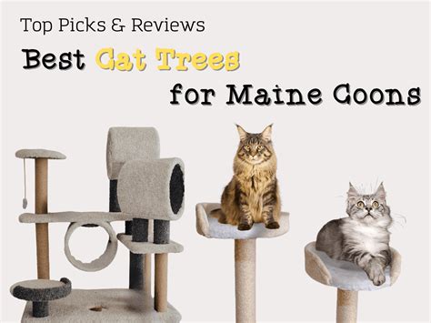 5 Best Cat Trees For Maine Coons Top Picks And Reviews Love Maine Coon