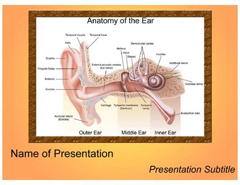 Inner Ear Anatomy Ppt